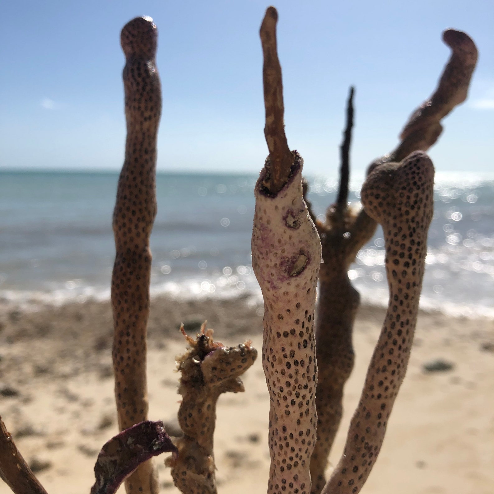 Coral Sea Fan, Surf Tumbled, Natural Sea Fans, Sea Fan Coral, Caribbean ...