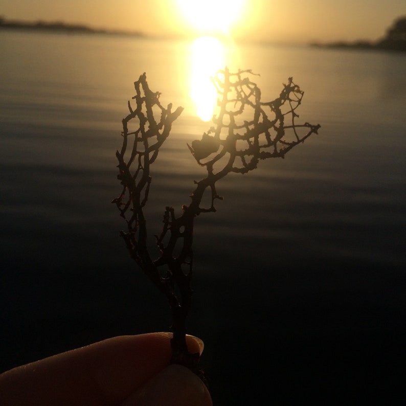 Small Sea Fan, Sea Fan, Surf Tumbled, Natural Sea Fans, Sea Fan Coral ...