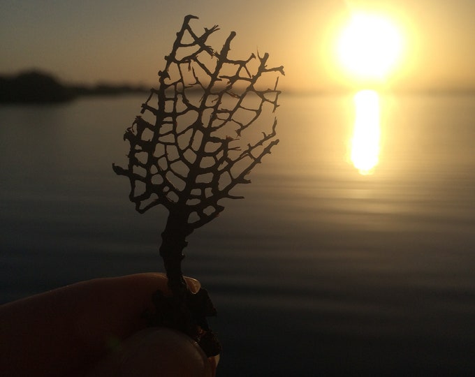 Small Sea Fan, Sea Fan, Surf Tumbled, Natural Sea Fans, Sea Fan Coral ...