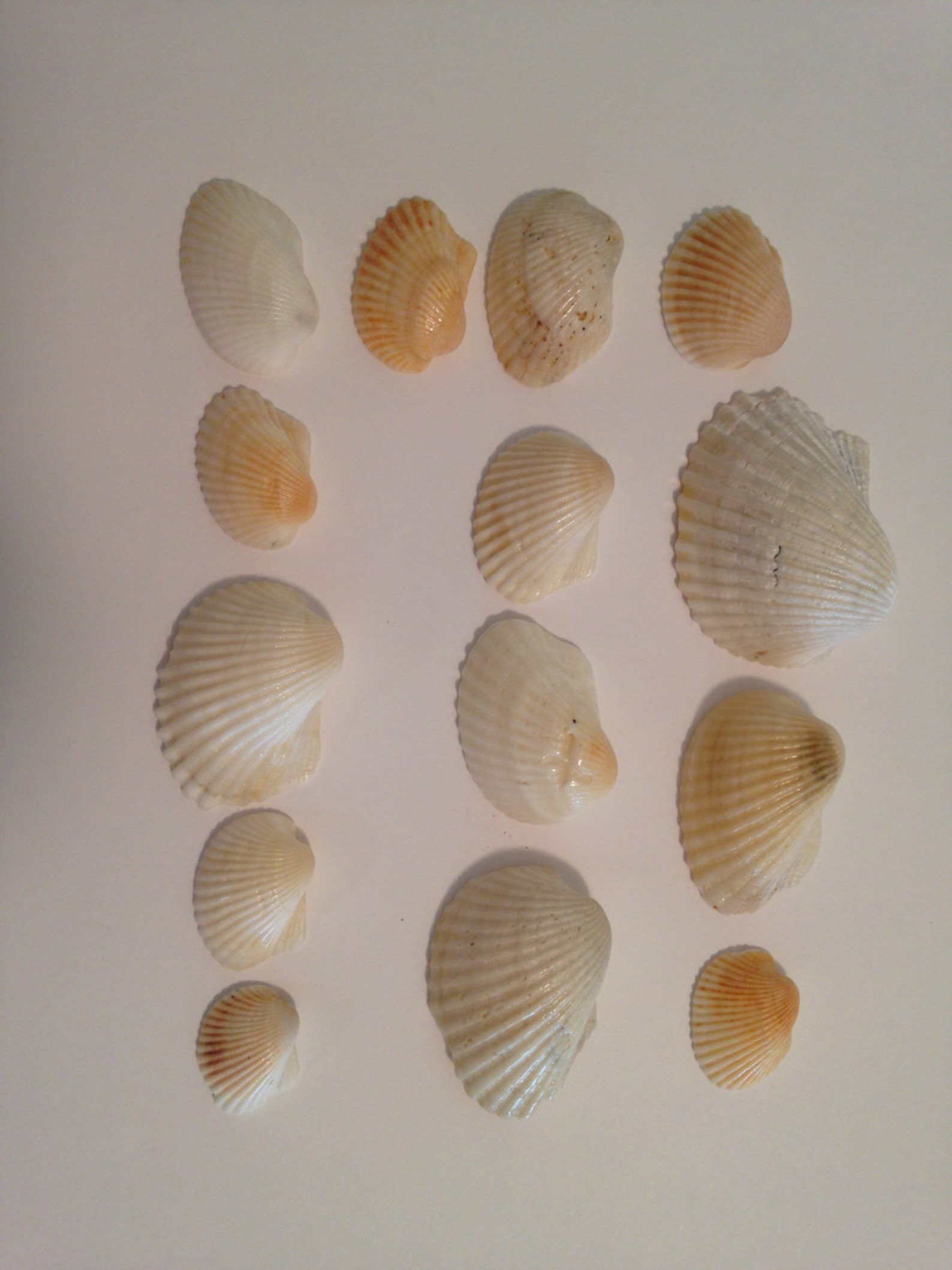 Bulk Sea Shells Sea Shells 14 Pcs Shells Natural Sea - Etsy