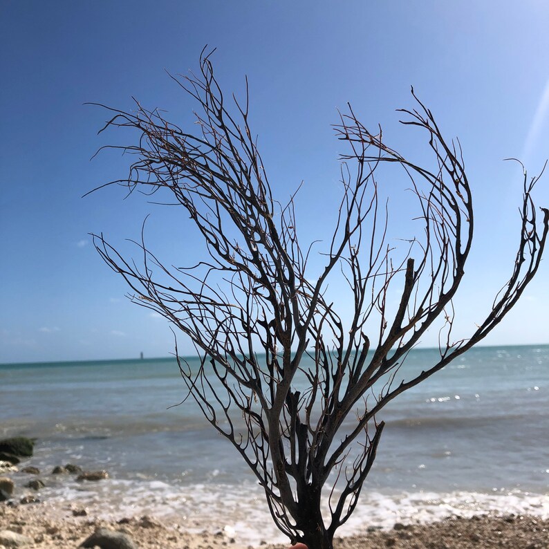 Black Sea Fan, Surf Tumbled, Natural Sea Fans, Sea Fan Coral, Caribbean ...