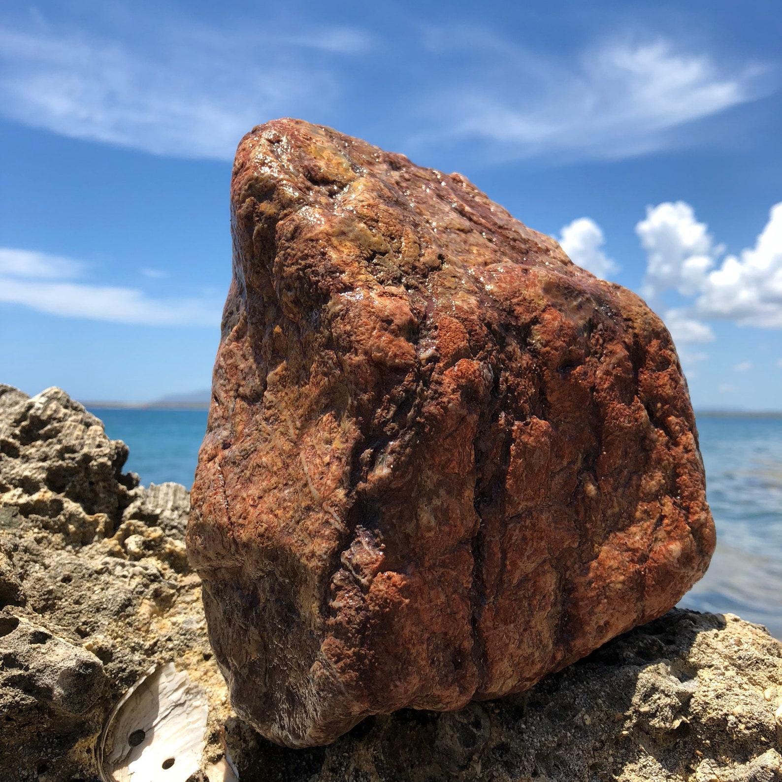 3 Mineral Sea Rocks Coral Fossils Embedded Rock Caribbean - Etsy