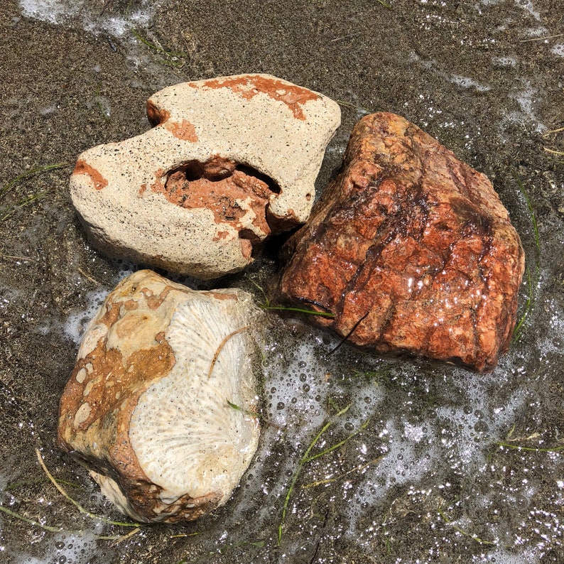 3 Mineral Sea Rocks, Coral Fossils, Embedded Rock, Caribbean Rock, Sea ...