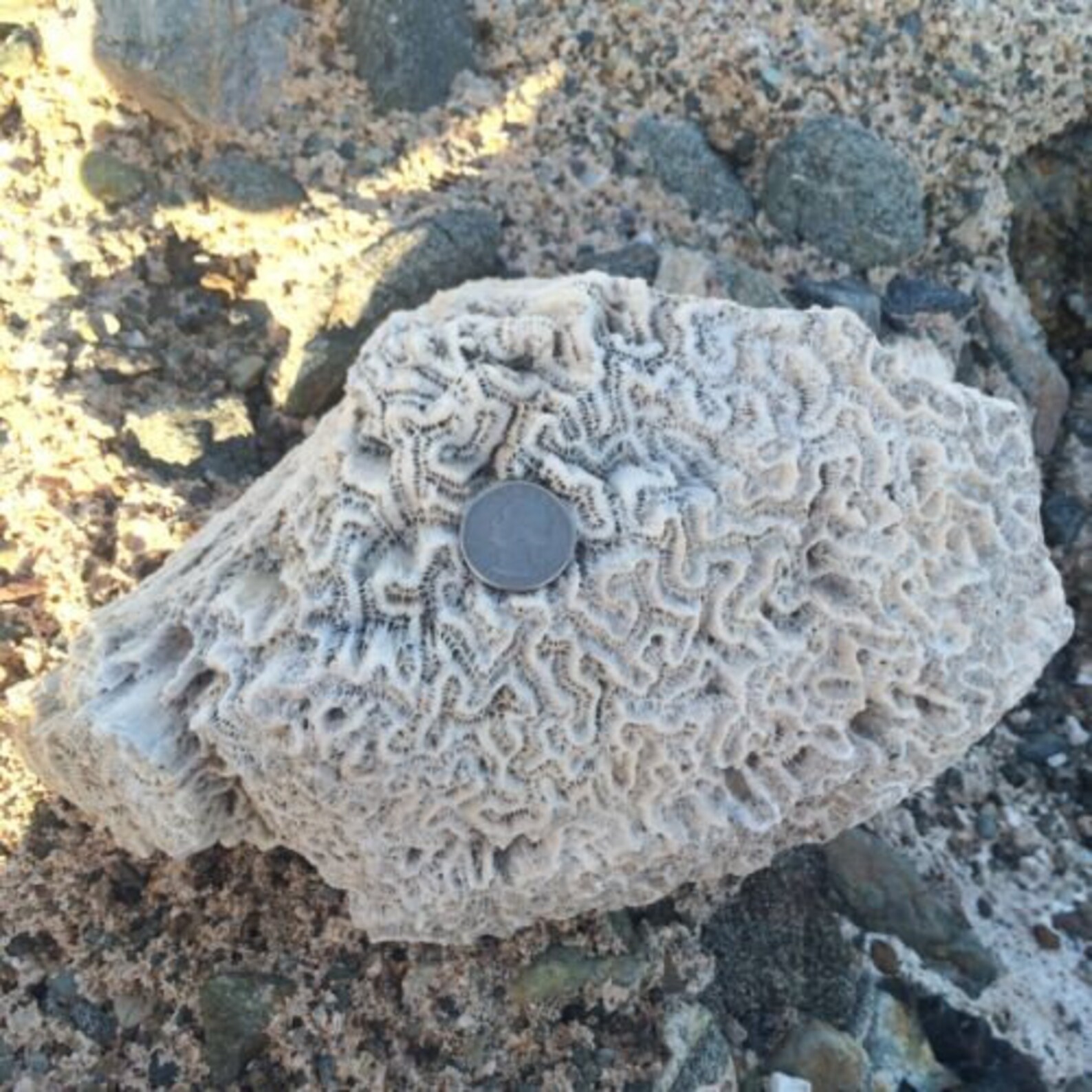Fossil Coral Rocks Natural Rustic Coral Fossil Very Old | Etsy