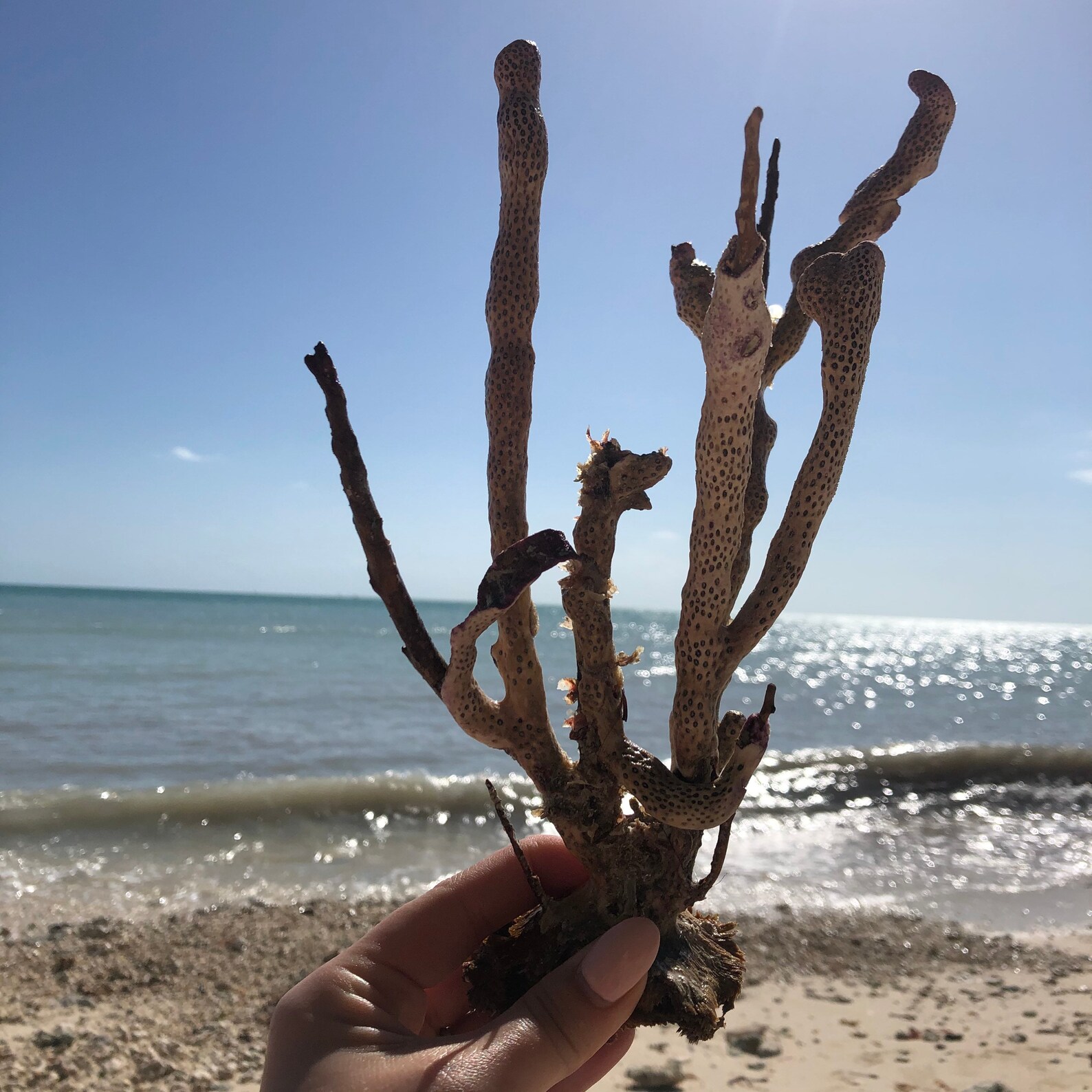 Coral Sea Fan, Surf Tumbled, Natural Sea Fans, Sea Fan Coral, Caribbean ...