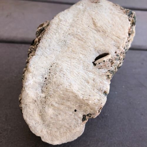 Mineral Sea Rock, Pudding Stone, Rare Sea Rock, Rock Decor, Stone ...