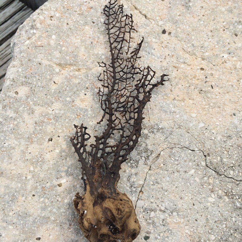 Sea Fan Art, Black Sea Fan, Surf Tumbled, Natural Sea Fan, Sea Fan ...