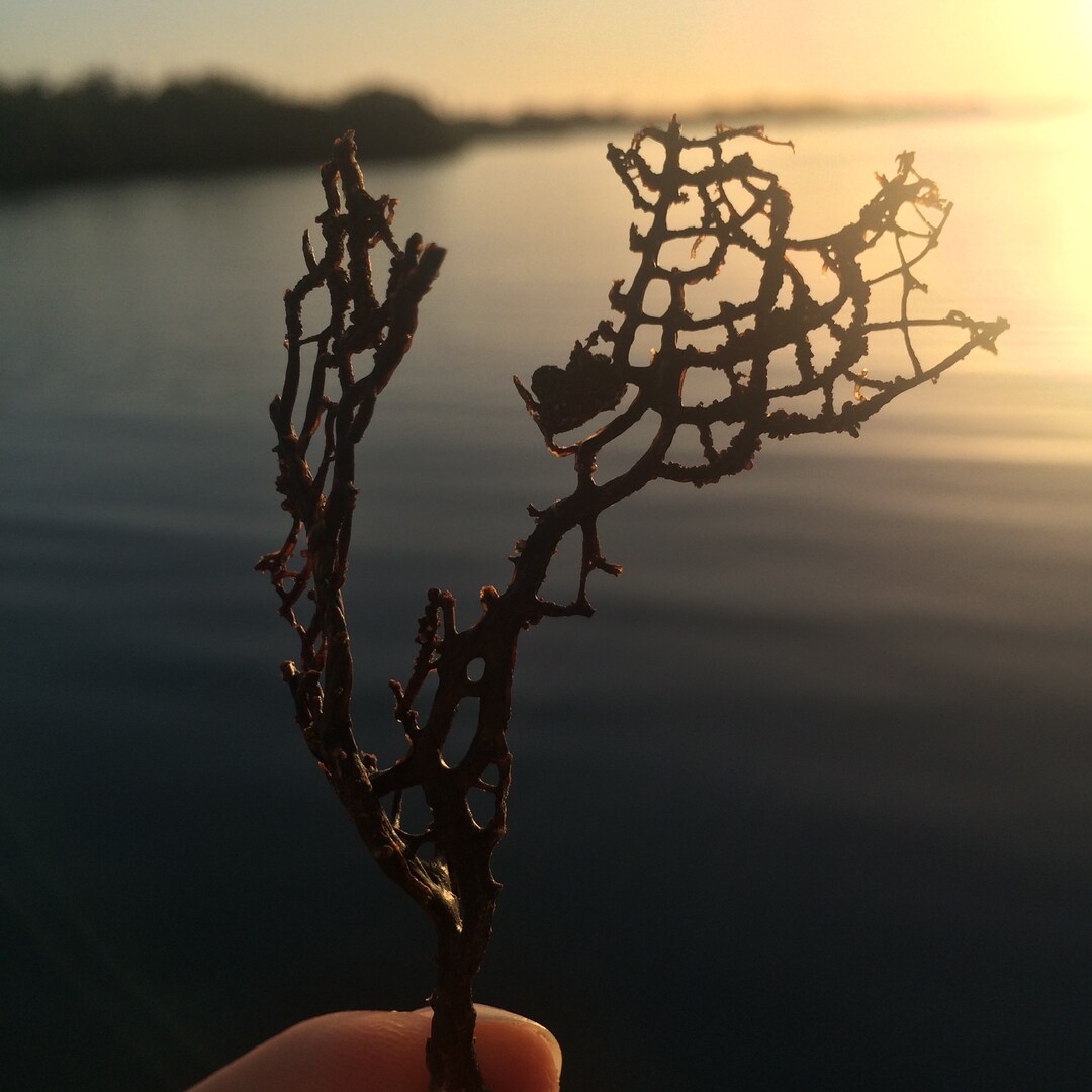 Small Sea Fan, Sea Fan, Surf Tumbled, Natural Sea Fans, Sea Fan Coral ...