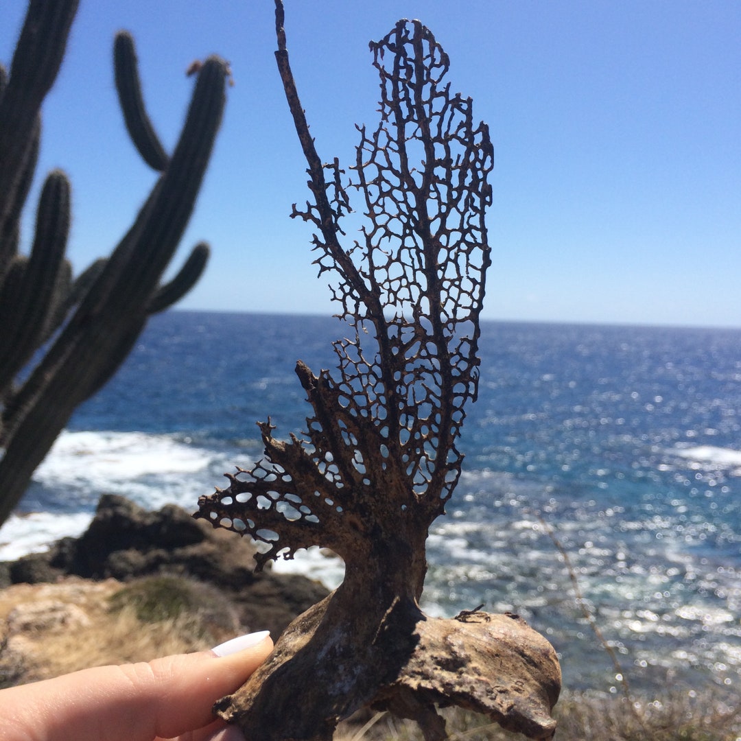 Sea Fan, Surf Tumbled, Natural Sea Fans, Sea Fan Coral, Caribbean Fans ...
