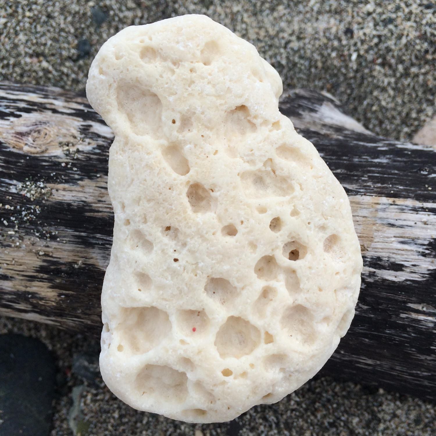 Fossil Coral Rocks Natural White Coral Fossils Very Old - Etsy