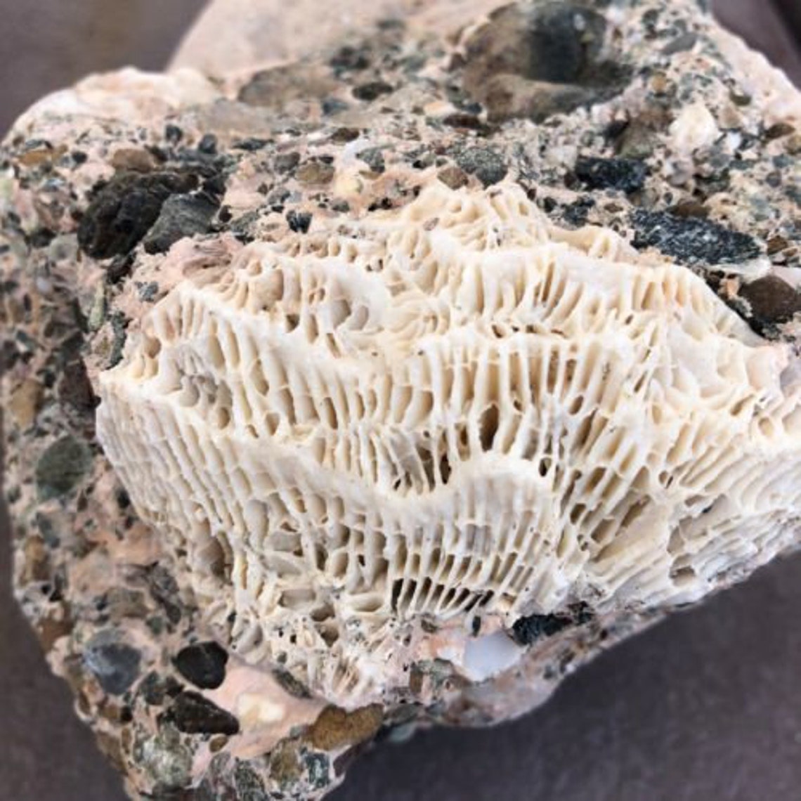 Mineral Sea Rock Pudding Stone Rare Sea Rock Rock Decor - Etsy