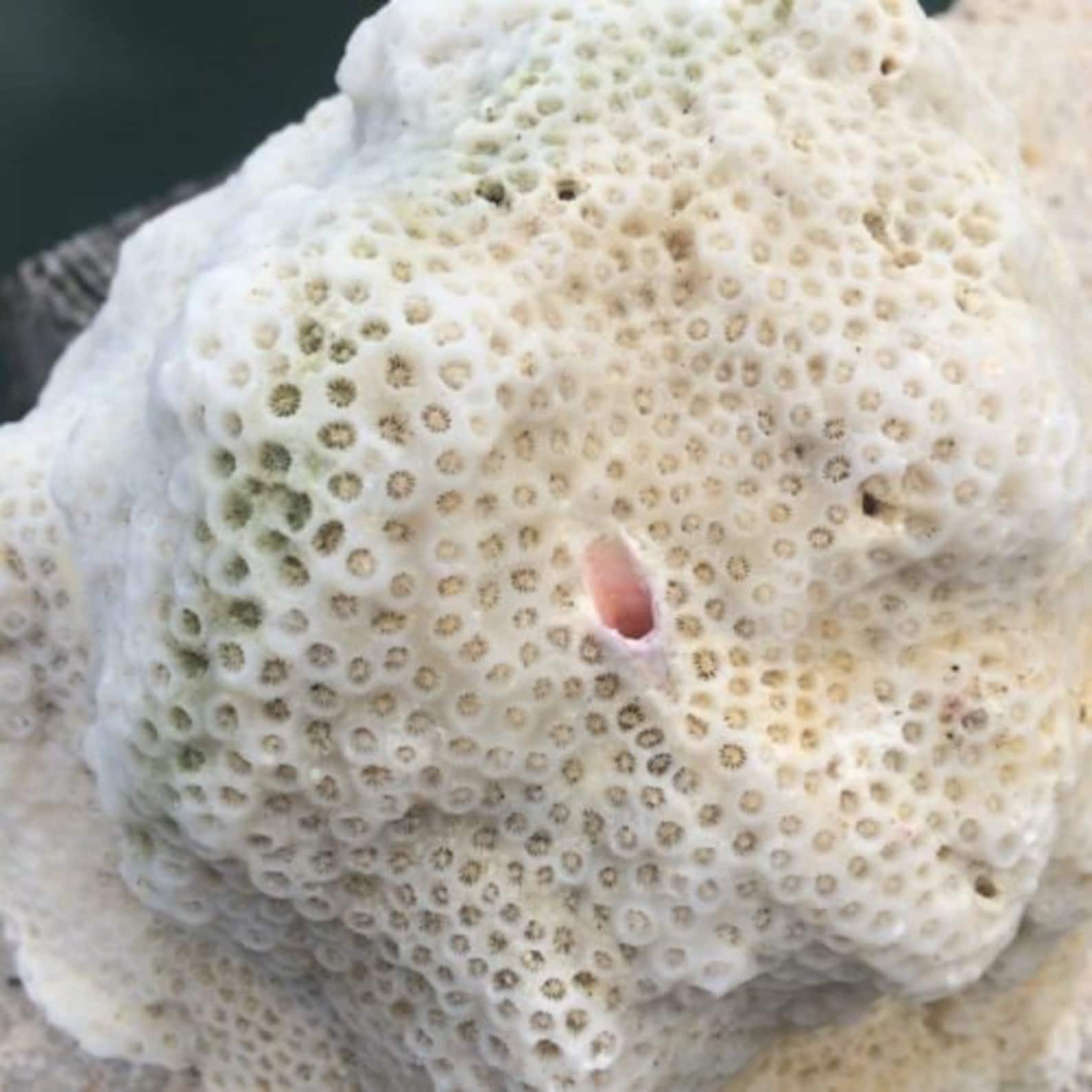 Rare Coral Fossil, White Coral Fossil, Fossil,vase Decor,fish Tank ...