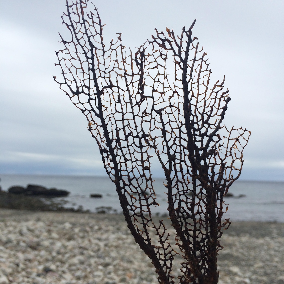 Sea Fan Surf Tumbled Natural Sea Fans Sea Fan Coral | Etsy