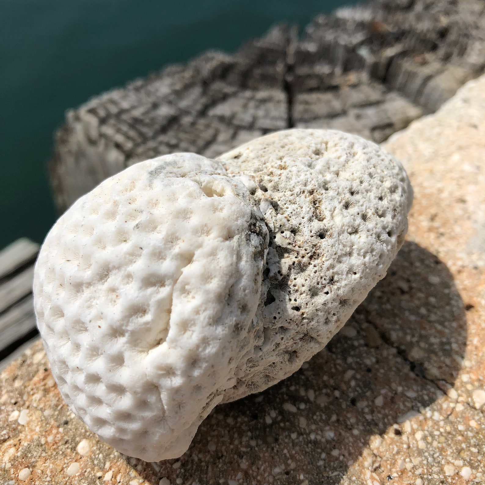 Coral Fossil Geology Caribbean Coral Fossil Detailed Coral - Etsy