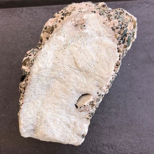 Mineral Sea Rock Pudding Stone Rare Sea Rock Rock Decor - Etsy