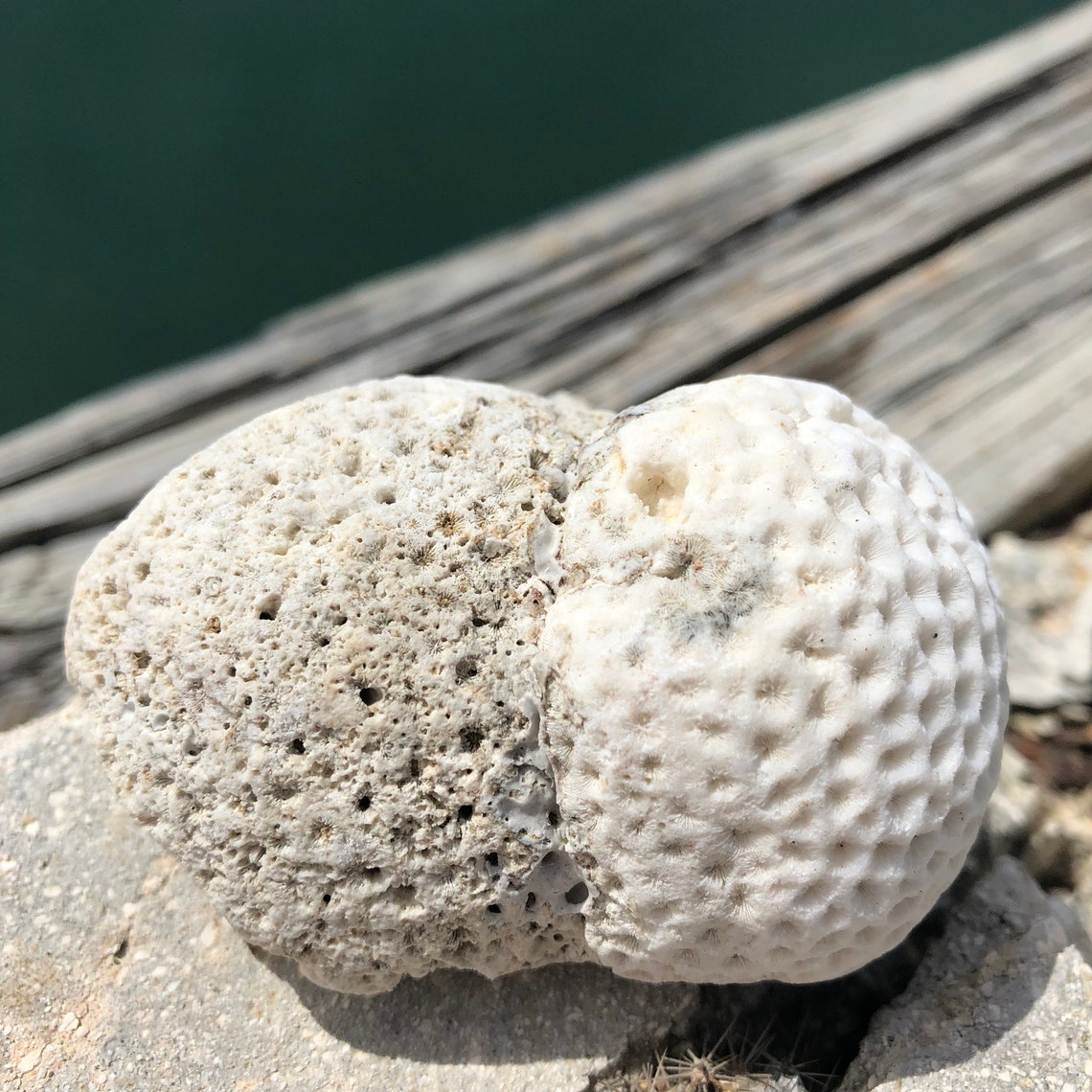 Coral Fossil, Geology, Caribbean Coral Fossil, Detailed Coral, Ancient ...