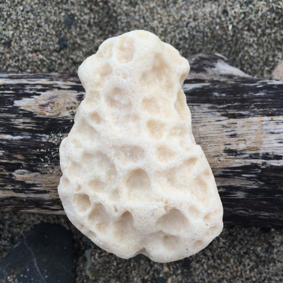 Fossil Coral Rocks Natural White Coral Fossils Very Old - Etsy