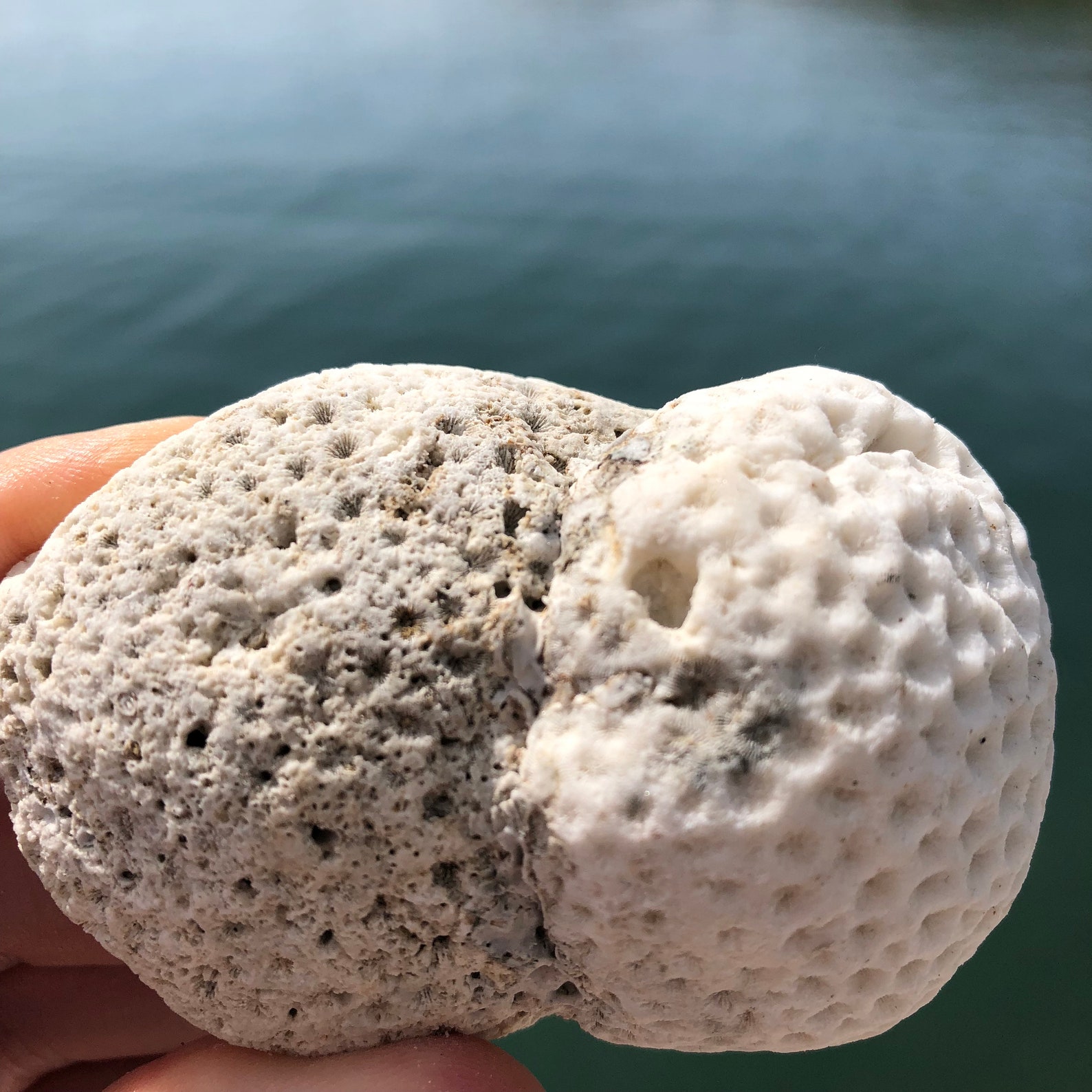 Coral Fossil, Geology, Caribbean Coral Fossil, Detailed Coral, Ancient ...