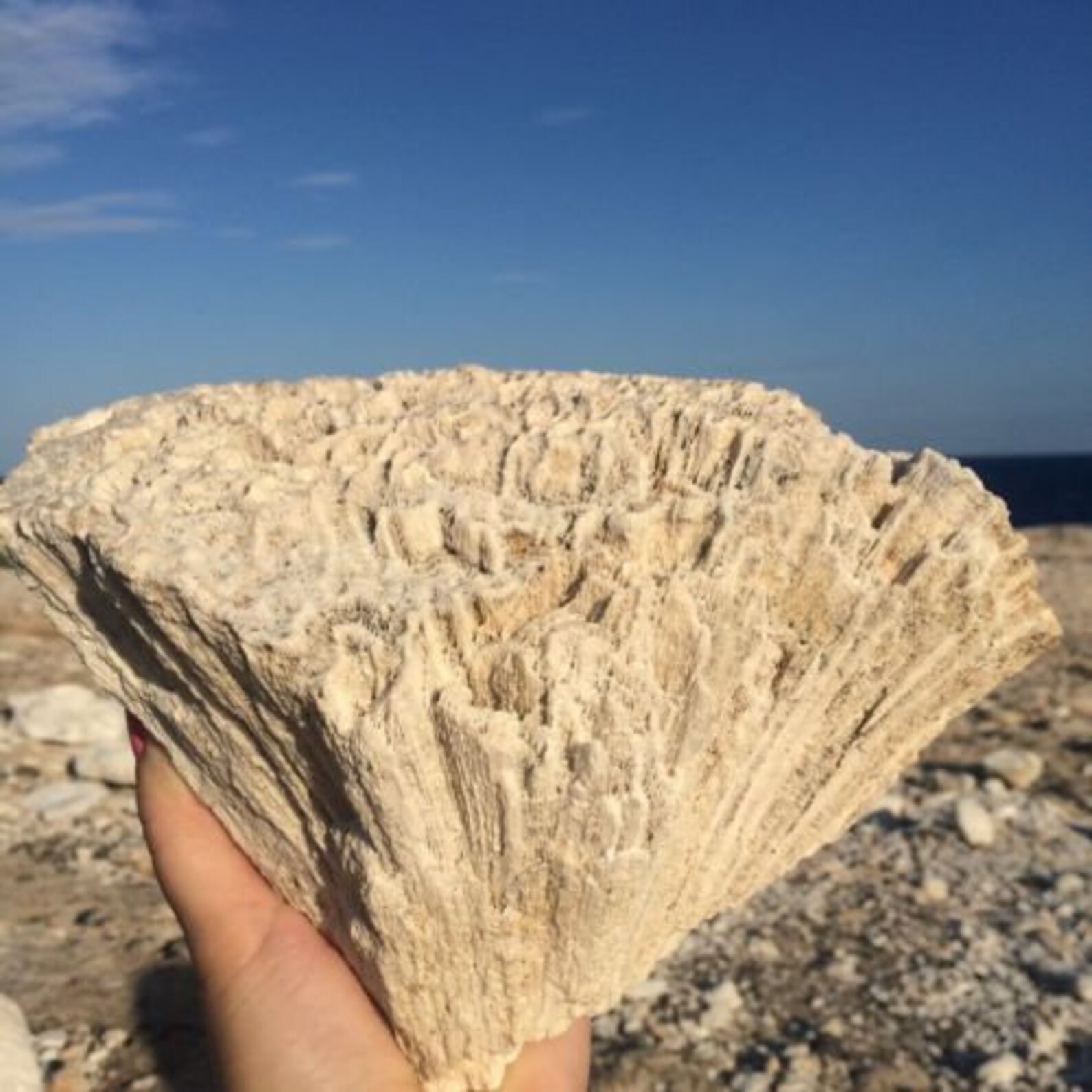 Fossil Coral Rocks Natural Rustic Coral Fossil Very Old | Etsy