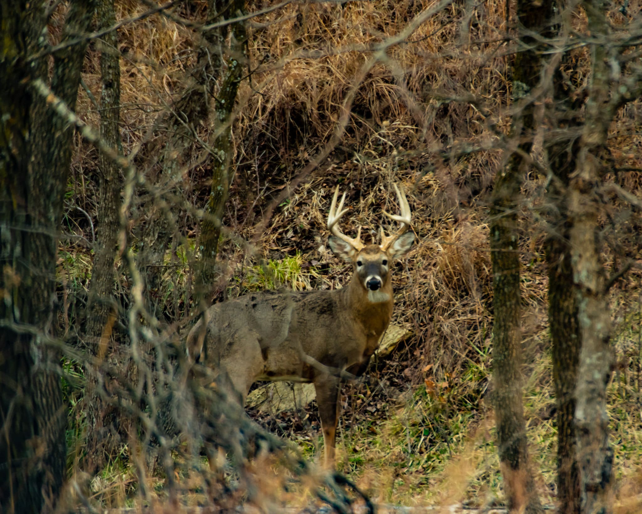Multi Colored Whitetail Bucks