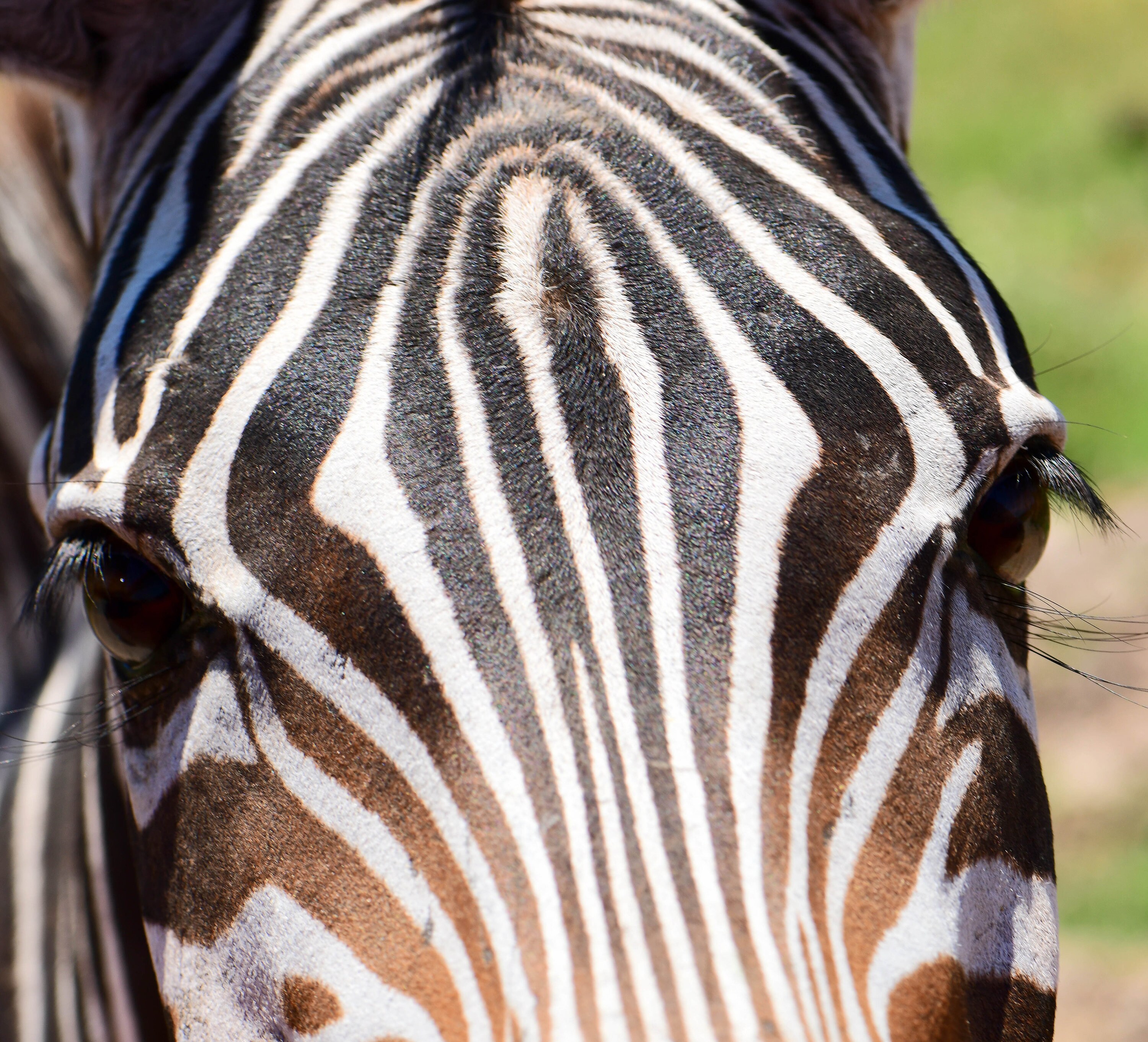 Zebra Face