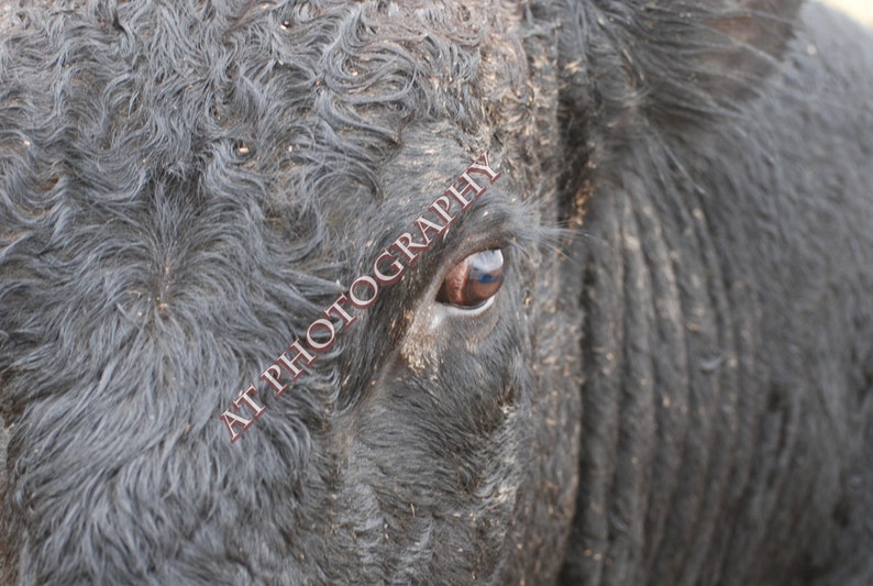 Close up Black Angus Bulls Eye, Black Angus Bull, Bull, Country Life ...
