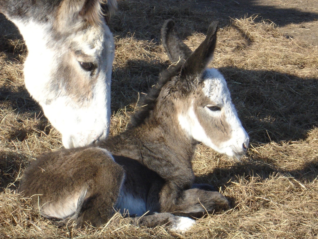 A Touching Moment as a Mother and Newly Born Baby Donkey Getting ...