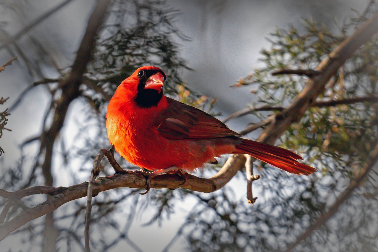 Early Spring Cardinal, a Beautiful Red Bird in a Pine Tree. Wild Bird ...