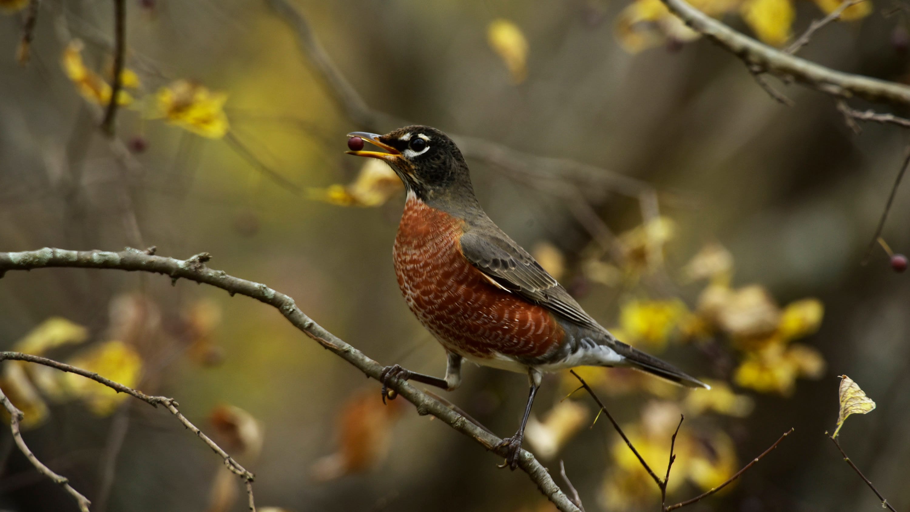 American Robin Perched on a Tree Branch With Fall Colors - Etsy