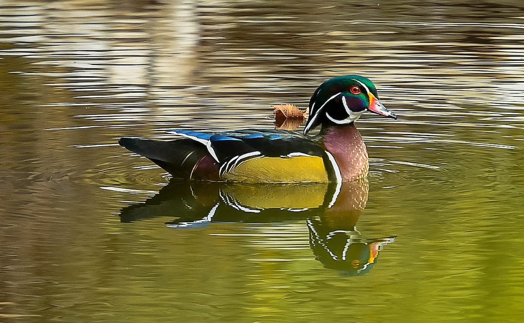 Wood Duck on a Kansas Pond is a Colorful Photography - Etsy