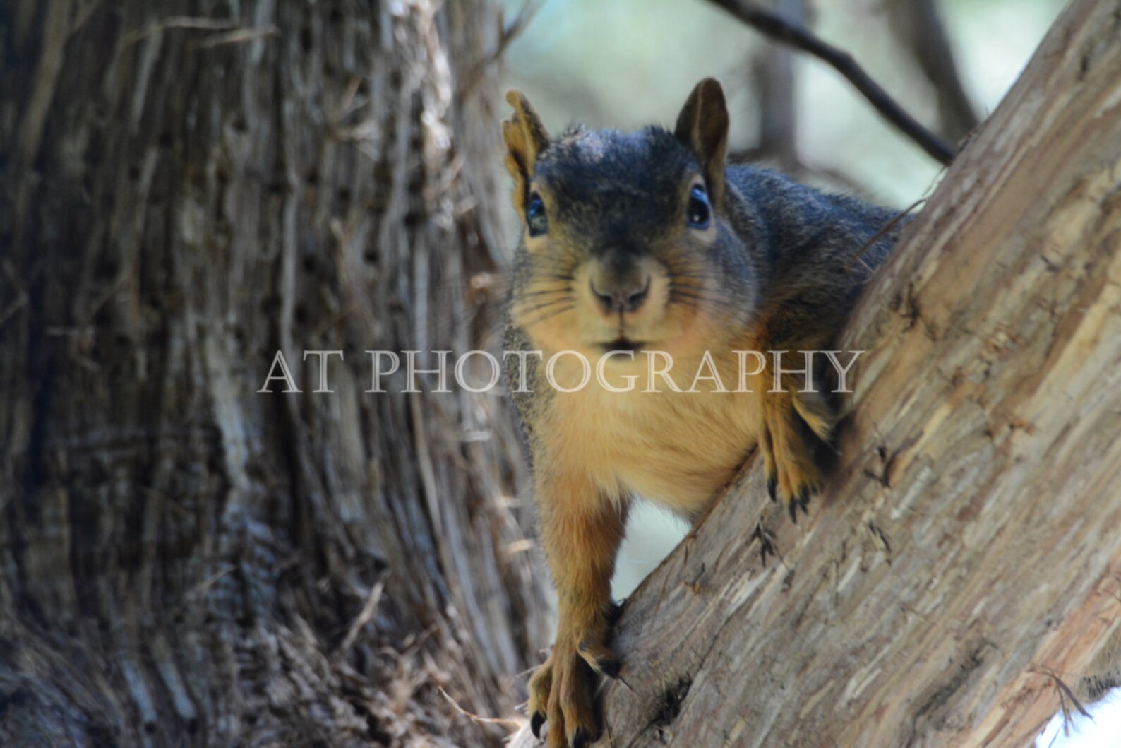Squirrel Print of a Cute Squirrel Posing for a Photo Shoot, Wildlife ...