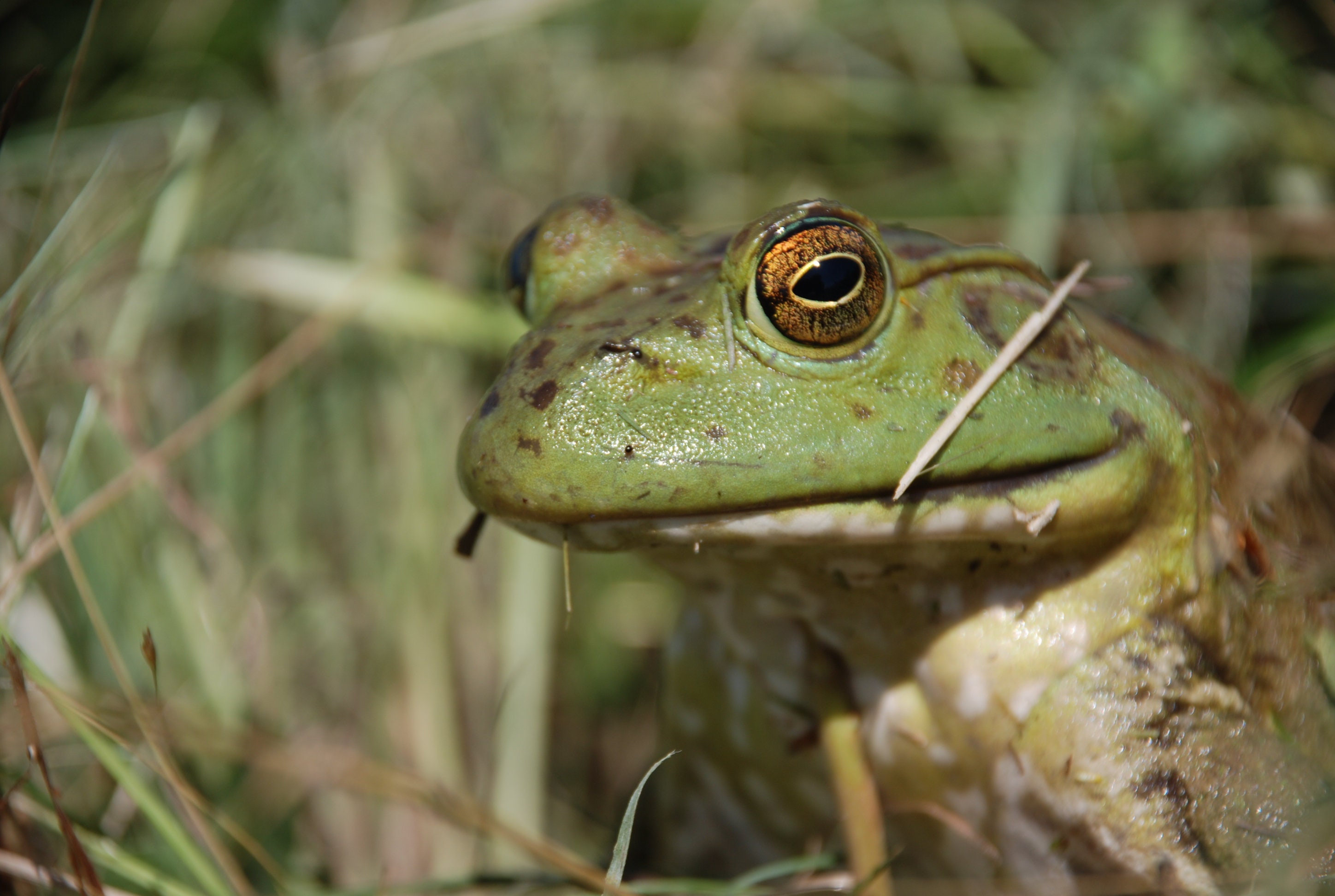 Elliptical Eye of a Green Bull Frog Picture, Taken in the Nature Has ...