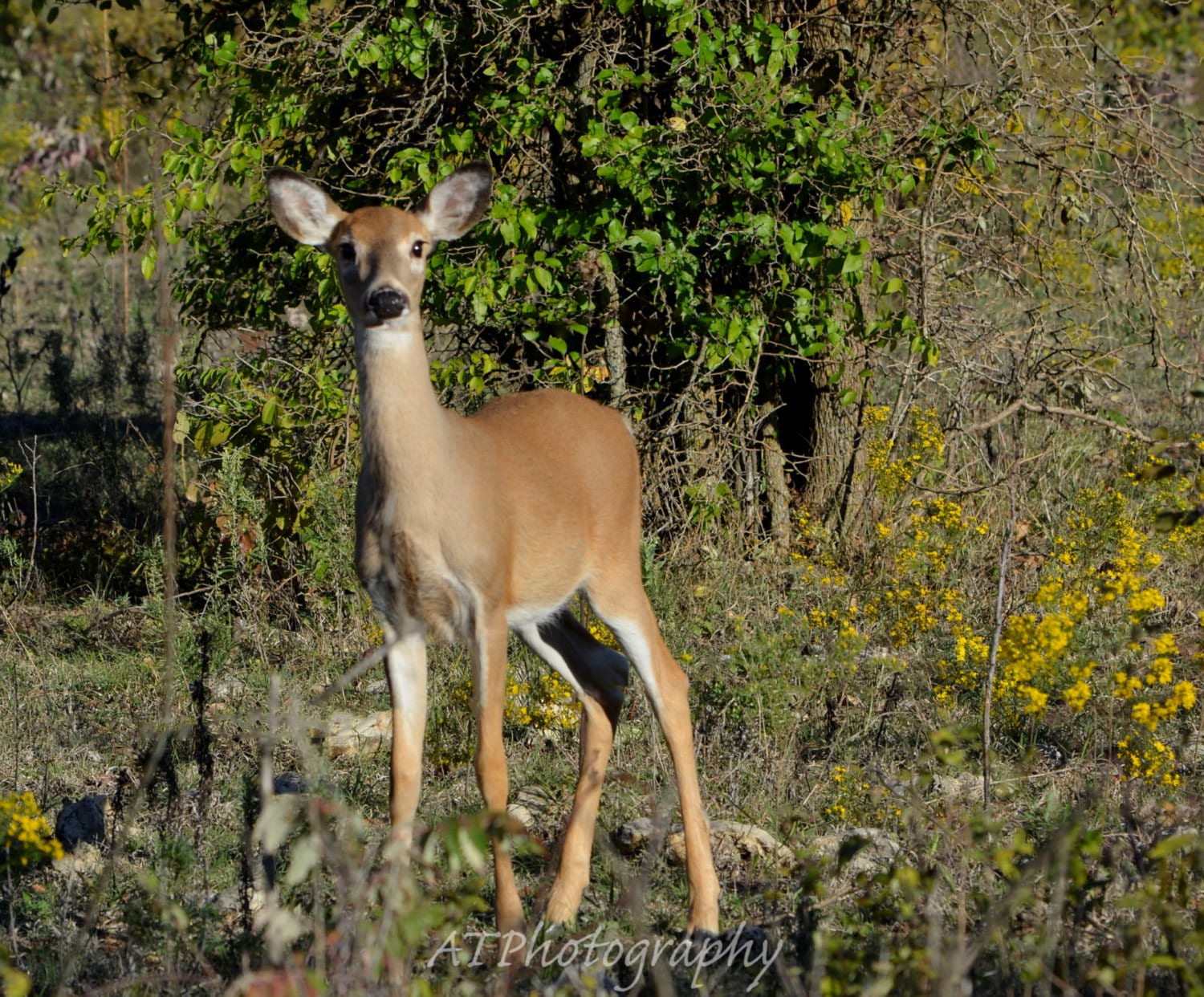 White Tailed Deer Fawn Standing