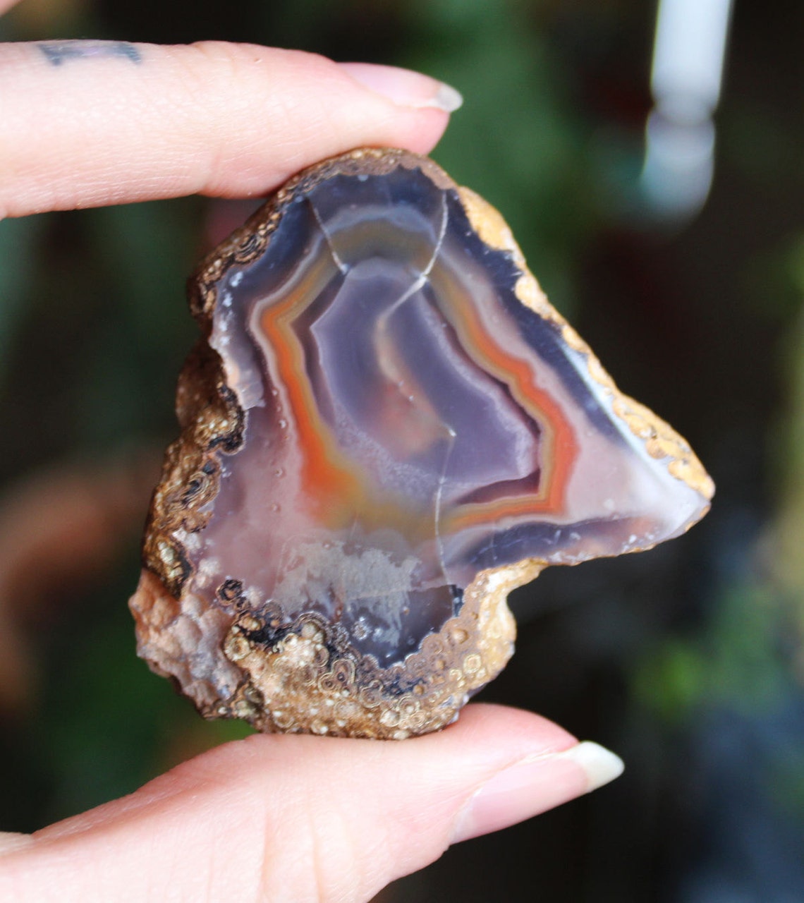 Laguna Agate Geode Half Cut & Polished | Etsy