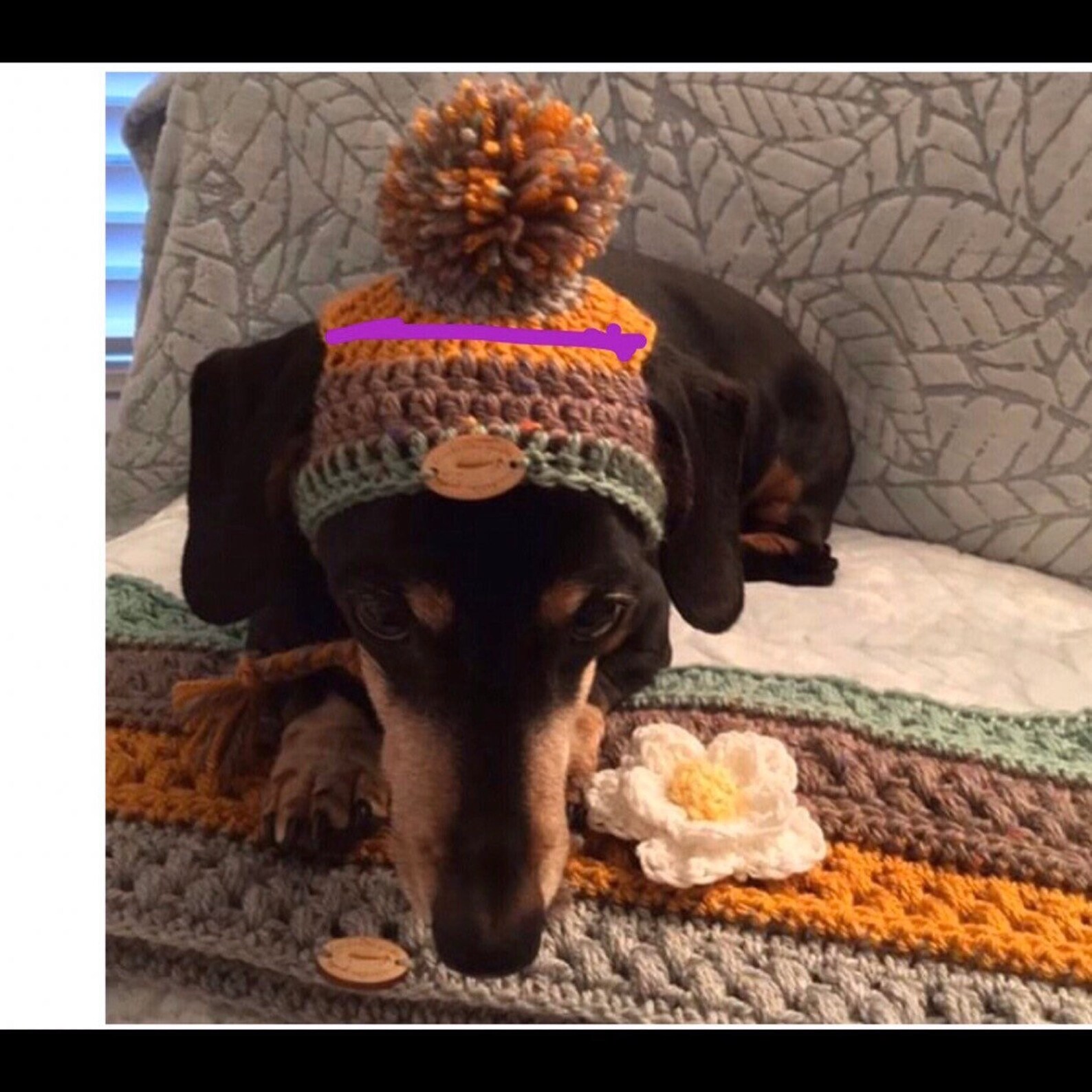 Dog Beanies Crochet Sausage Dog Dachshund Weiner Dog - Etsy