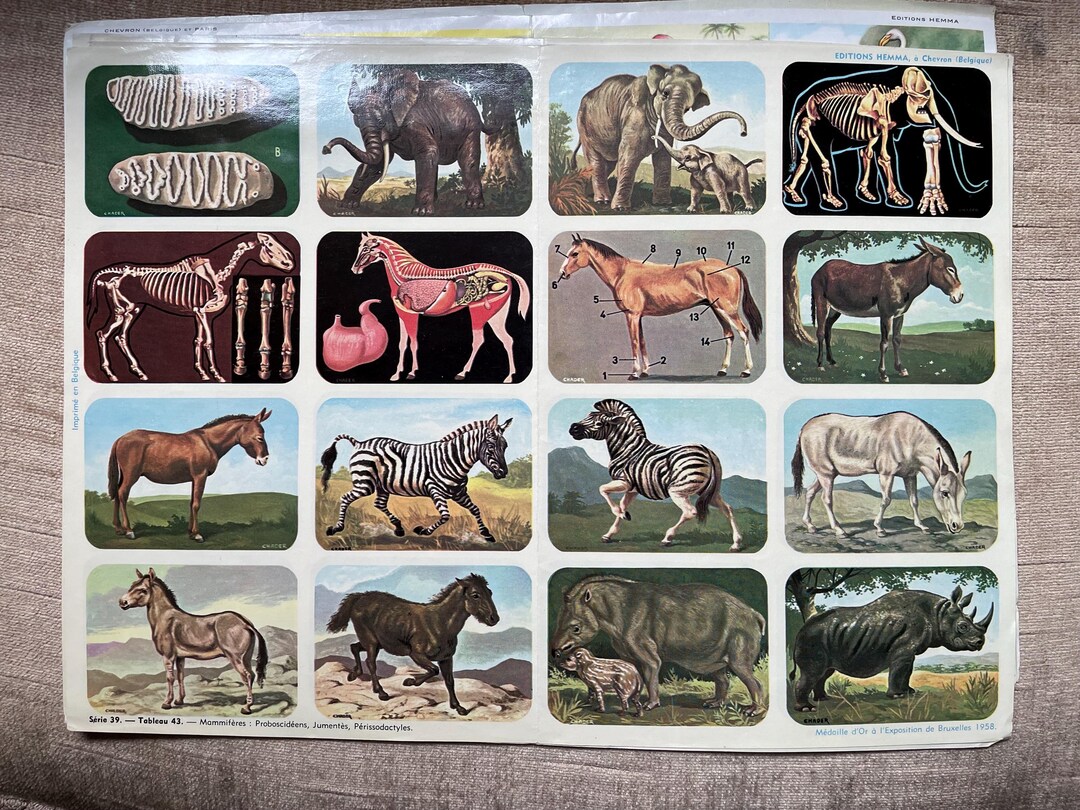 10 Sheets With Animal Collector's Pictures From the 50s - Etsy