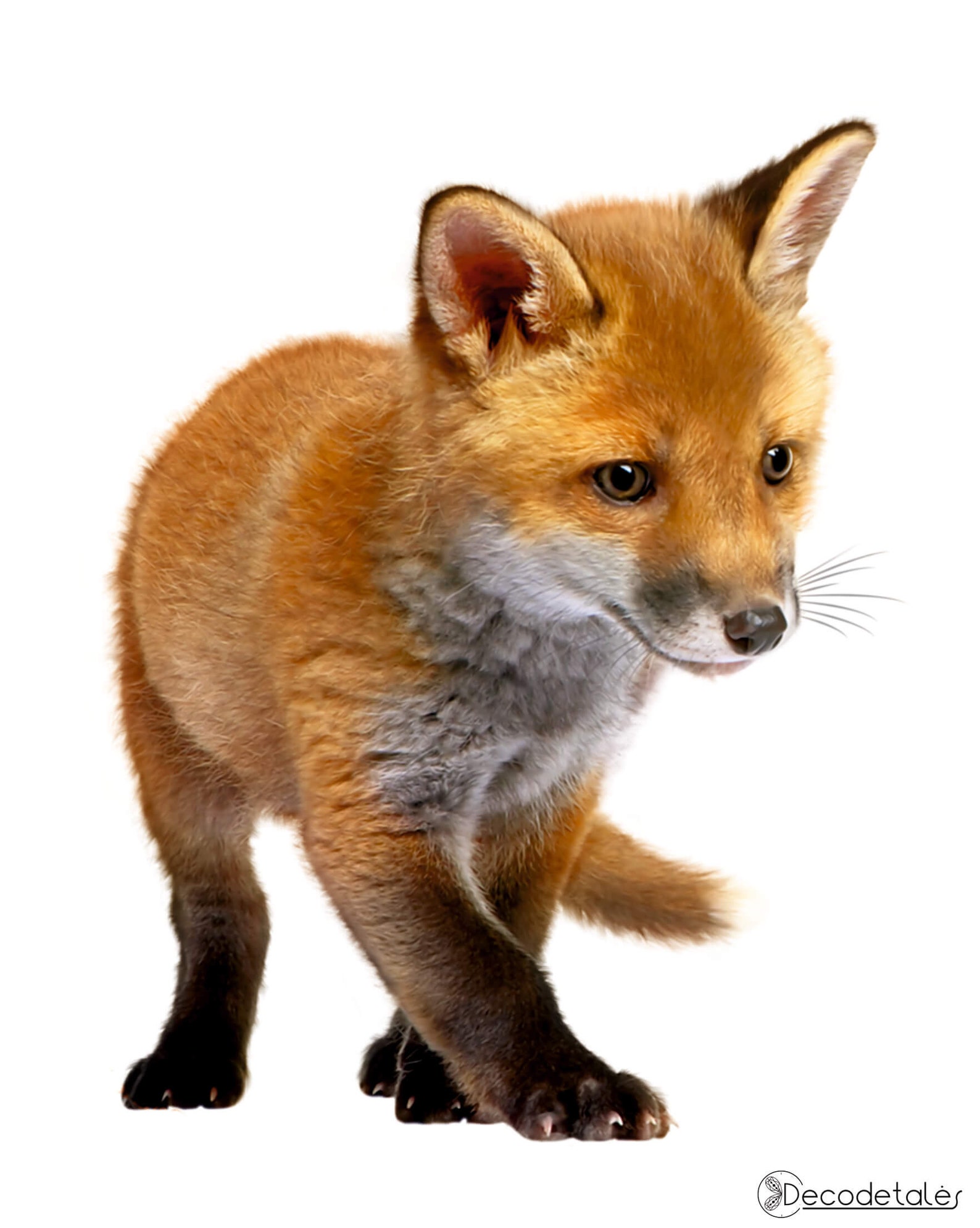 Kids Room Fox Wall Decor Little Fox Decal Real Like Fox Wall - Etsy