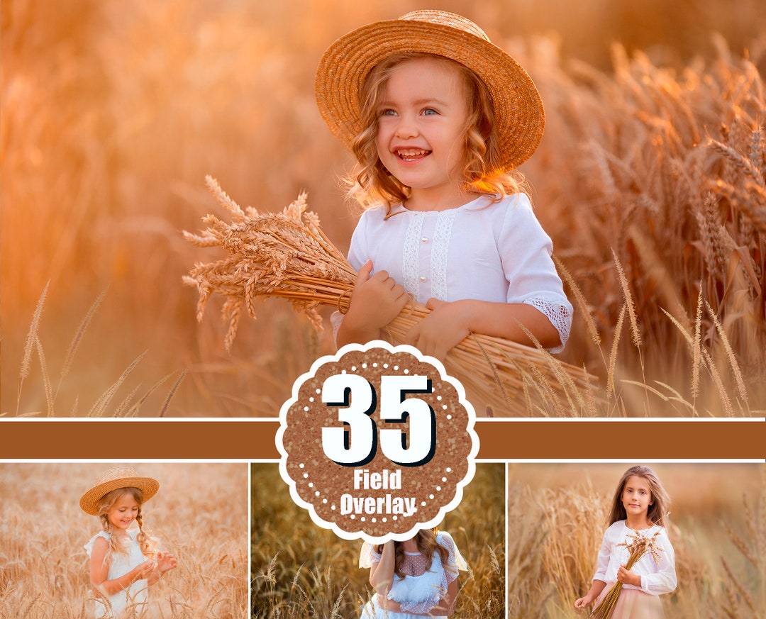 35 Golden Fields Field Photo Overlays, Flower Summer Spring Overlays ...