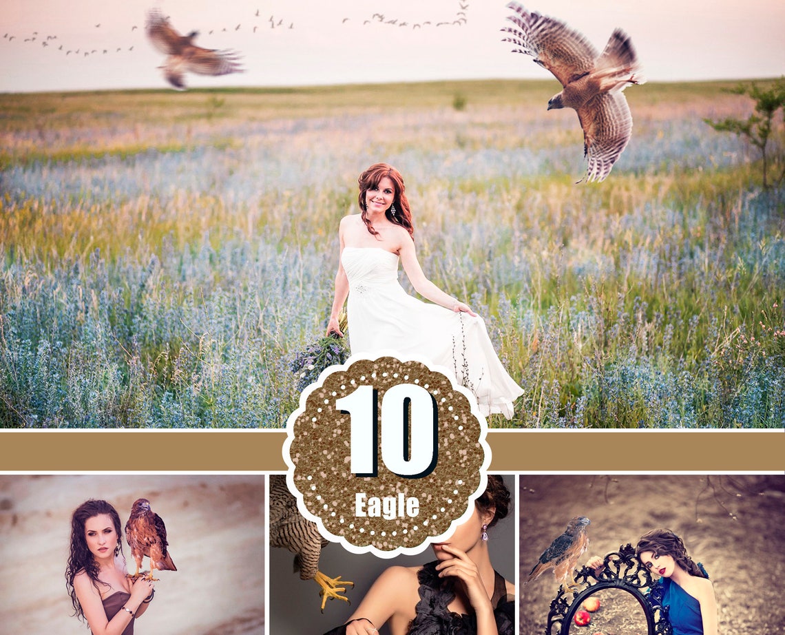 10 Eagle Falcon Realistic Bird Photo Overlays Photography - Etsy