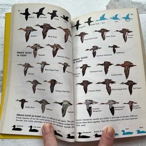 Birds of North America Golden Field Guide Copyright 1966 Paperback Book ...