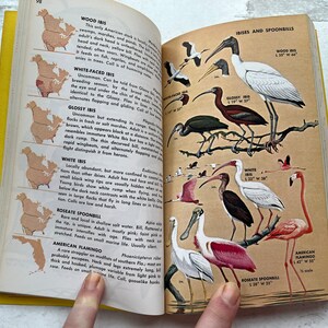 Birds of North America Golden Field Guide Copyright 1966 Paperback Book ...