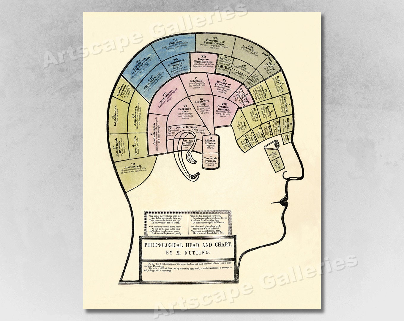 Phrenology Chart 1857 Vintage Style Medical Print - Etsy