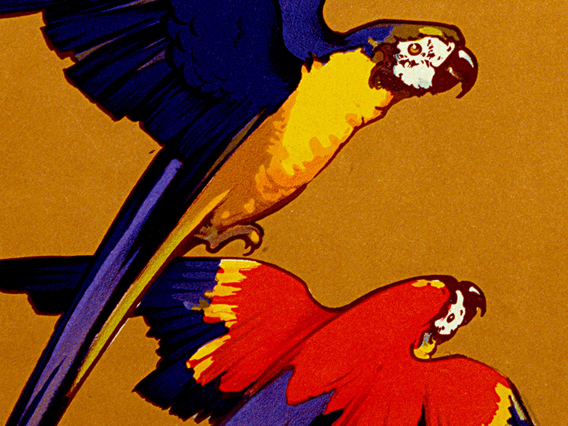 1930s Booth Line Amazon River Cruise Vintage Style Travel - Etsy