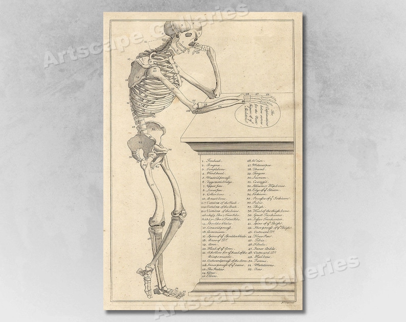 Unusual 1750s Skeleton Illustration Vintage Style Anatomy - Etsy