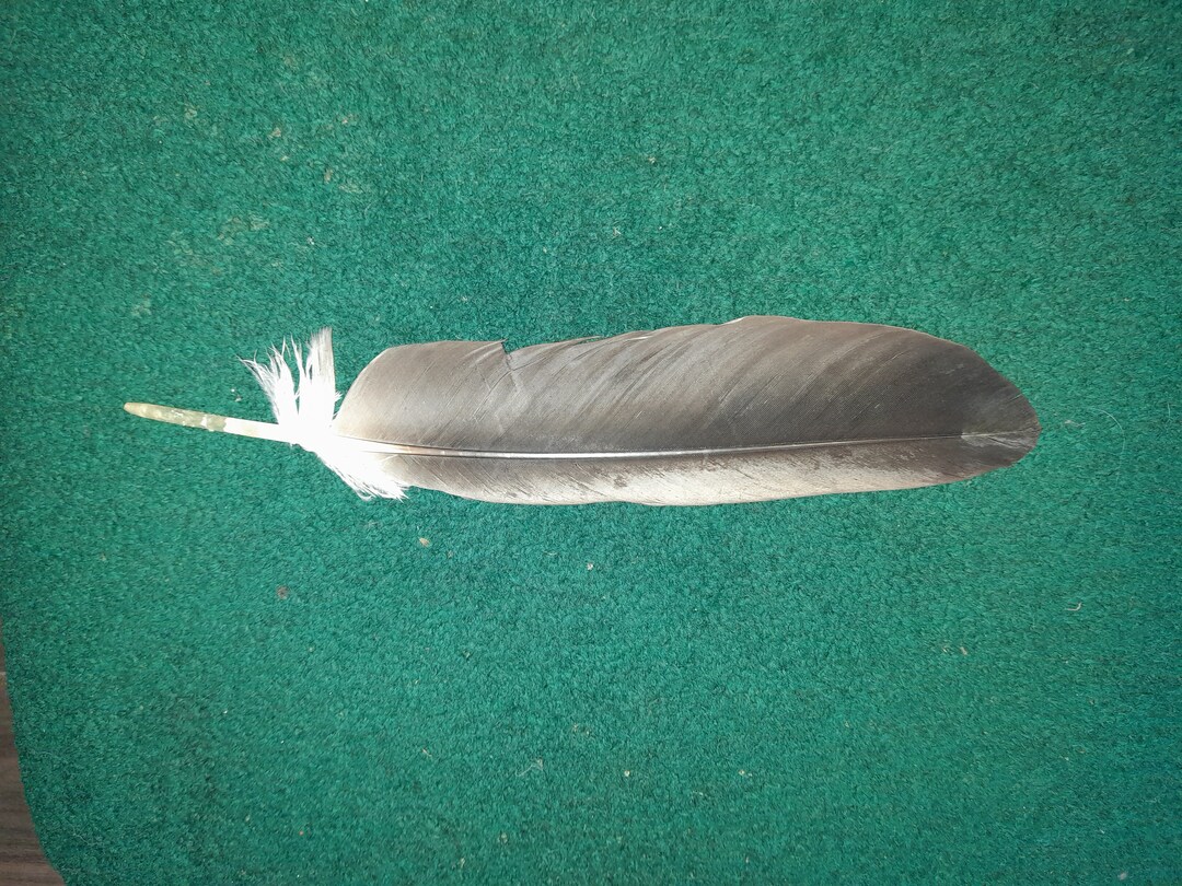 Naturally Molt Feather. Cruelty Free. - Etsy