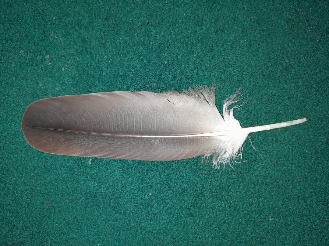 Naturally Molt Feather. Cruelty Free. - Etsy