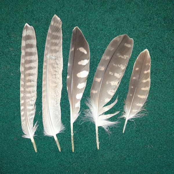 Kestrel Feathers - Etsy