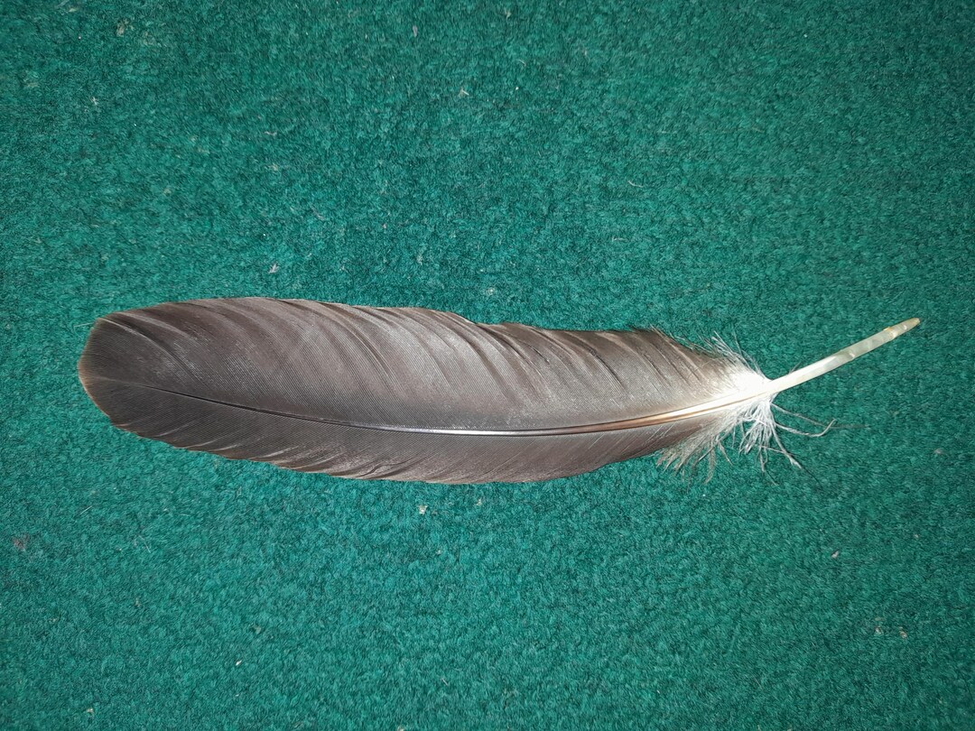 Naturally Molt Feather. Cruelty Free. - Etsy
