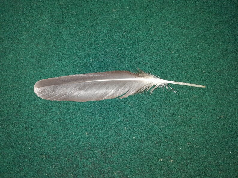 Naturally Molt Feather. Cruelty Free. - Etsy UK