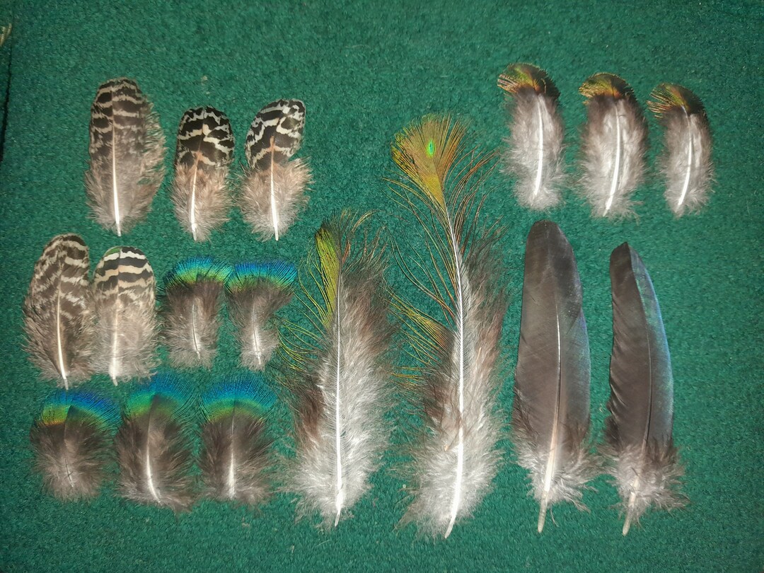 Naturally Molt Peafowl Feathers. Cruelty Free. - Etsy